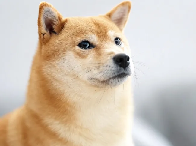 Is DOGE a Dog When It Comes to Real Federal Spending?